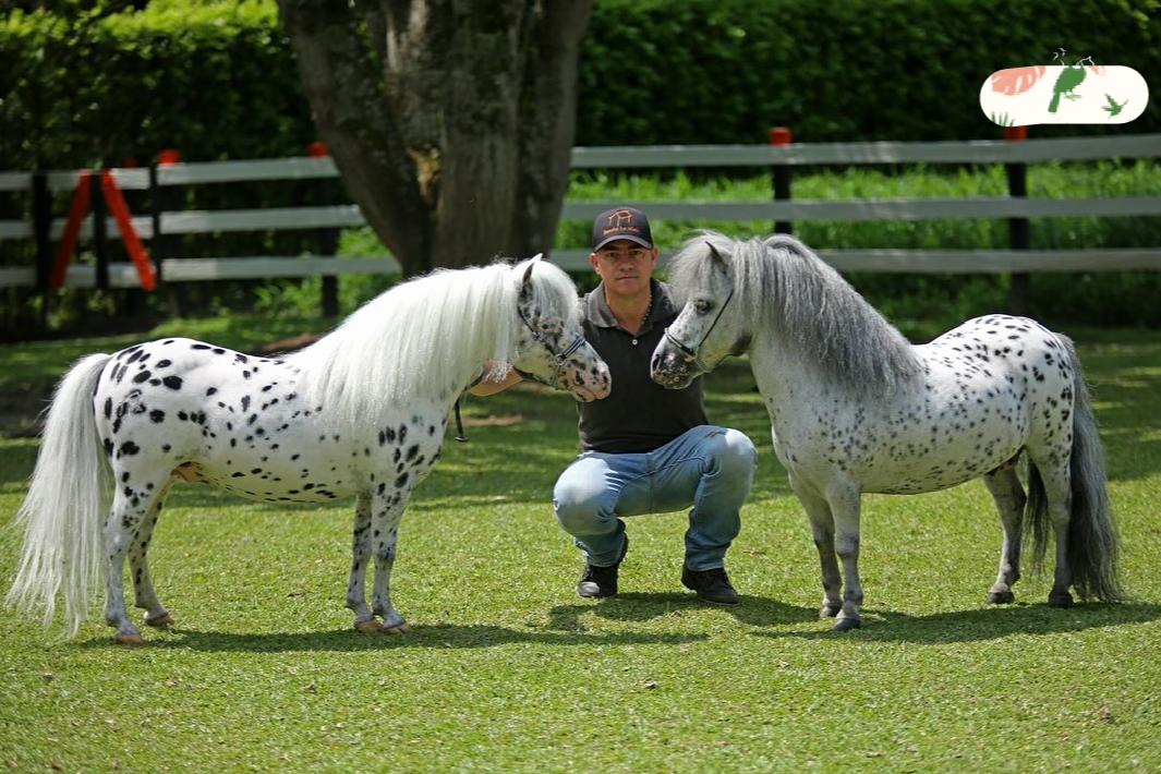 Mini Livestock Ranch - Mini Livestock Ranch